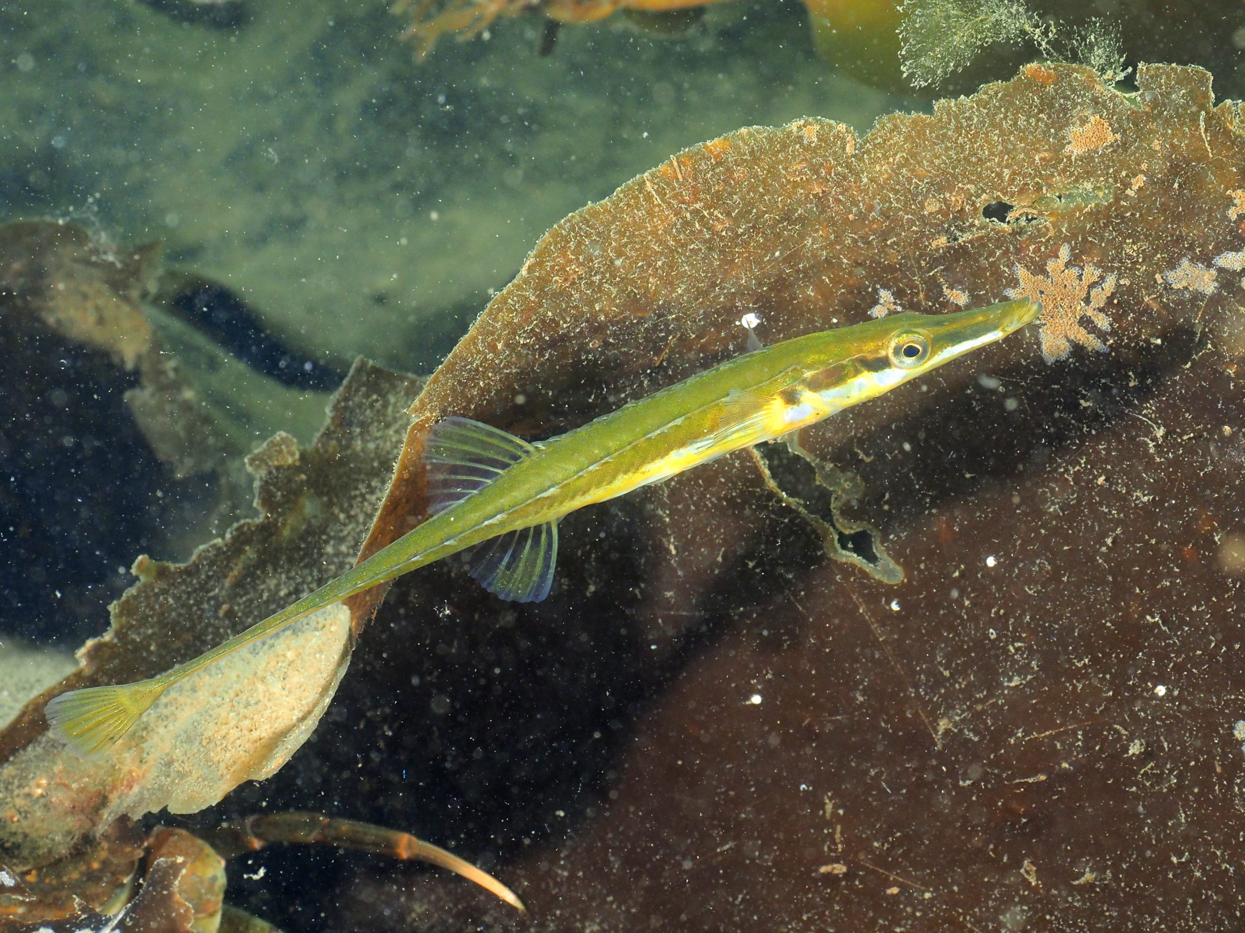 Favoriete duikstekken Archieven - Duikvereniging Sub Marine Stars